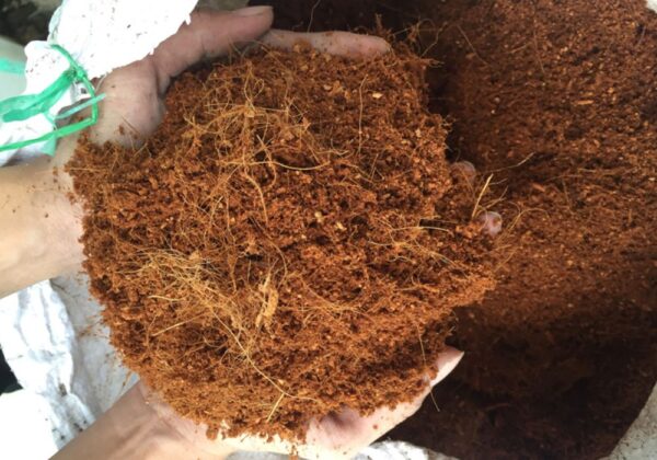 The Benefits and Uses of Coconut Coir Mulch