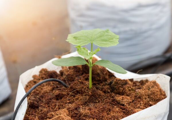The Benefits and Uses of Coconut Coir Mulch