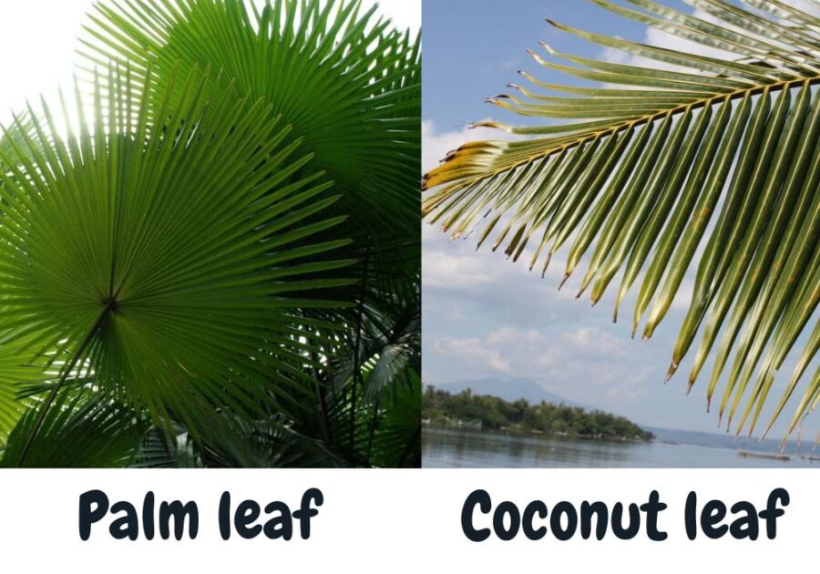 The Difference between Palm Tree and Coconut Tree