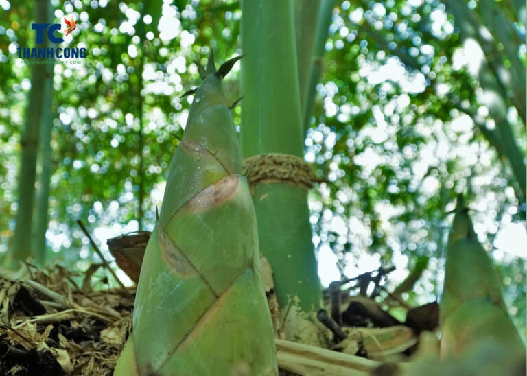 What Does Bamboo Look Like When It First Starts Growing