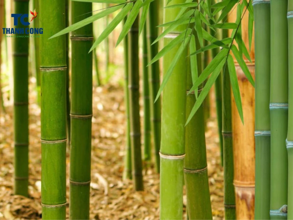 Bamboo Trees In Rainforest