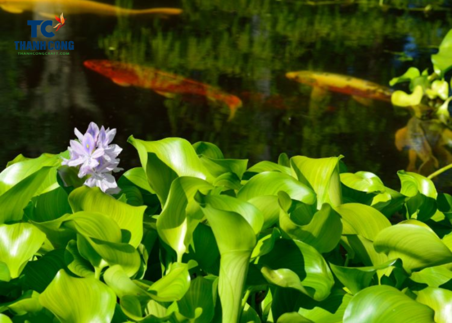 Are Water Hyacinth Good For Koi Pond?