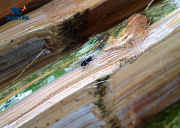 Common Bugs in Bamboo Furniture And How to Address Them