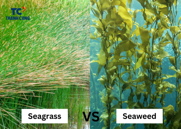 Difference Between Seagrass And Seaweed