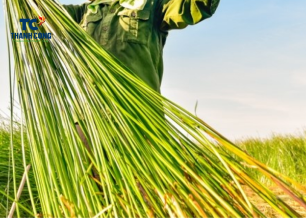 Sisal vs Jute vs Seagrass Rugs: The Main Differences