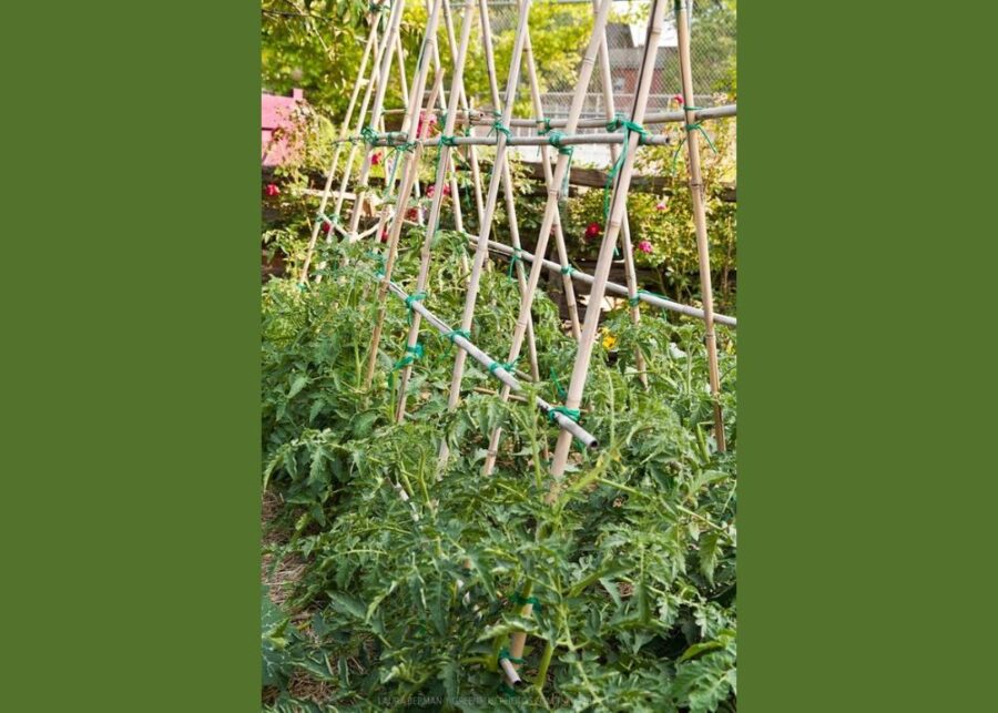 How to make a tomato cage, stake, and trellis with bamboo sticks?