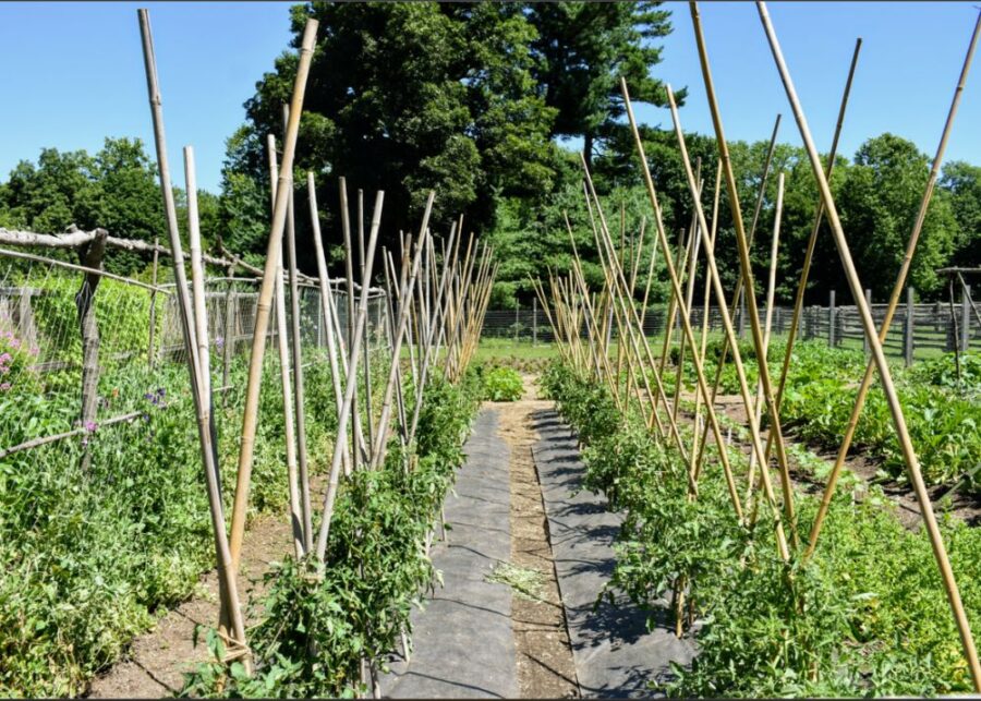 How to make a tomato cage, stake, and trellis with bamboo sticks?
