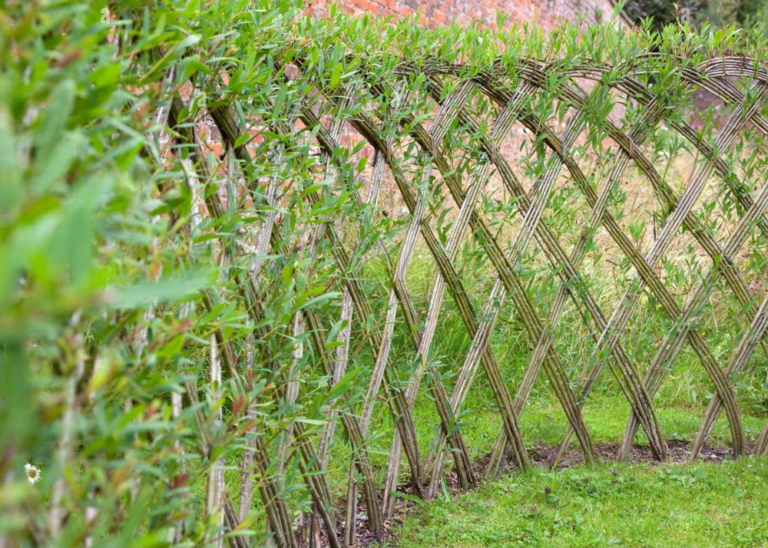 How to make a living fence with willow?