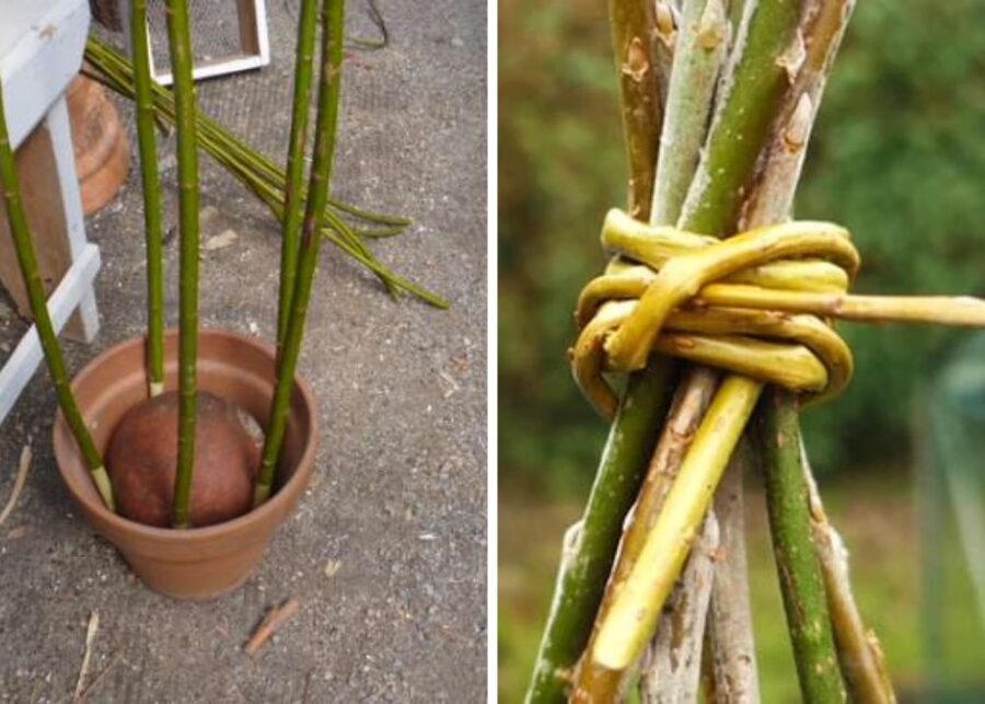 How to make a willow obelisk plant support?
