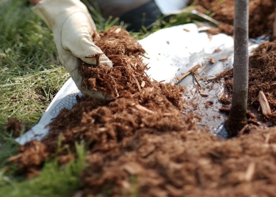 How to make bamboo mulch?